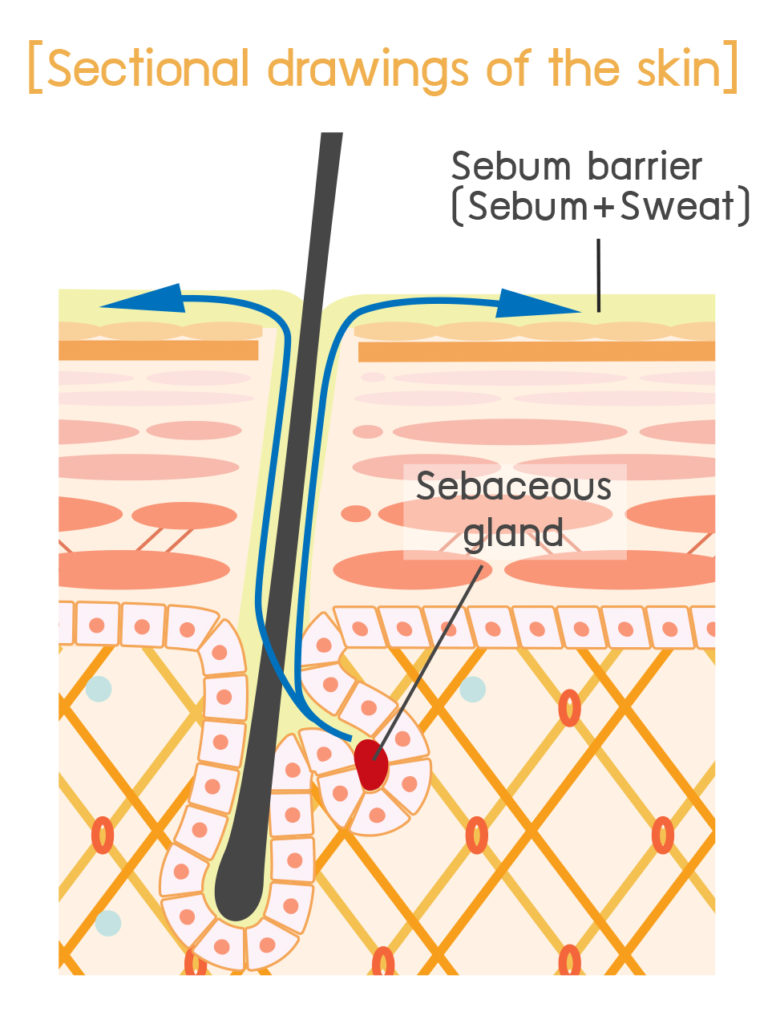 Insufficient sebum causes dry skin and cracks | Heimat Vietnam