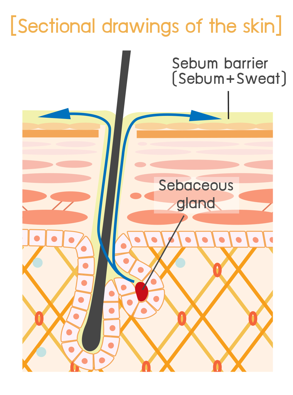Insufficient sebum causes dry skin and cracks | Heimat Vietnam